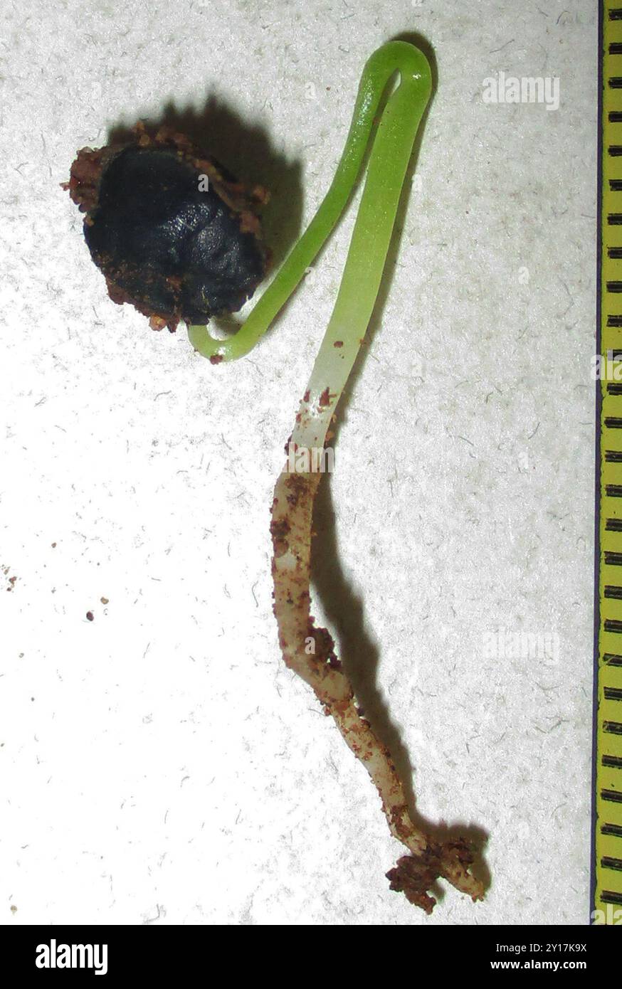 monocots (Liliopsida) Plantae Stock Photo - Alamy