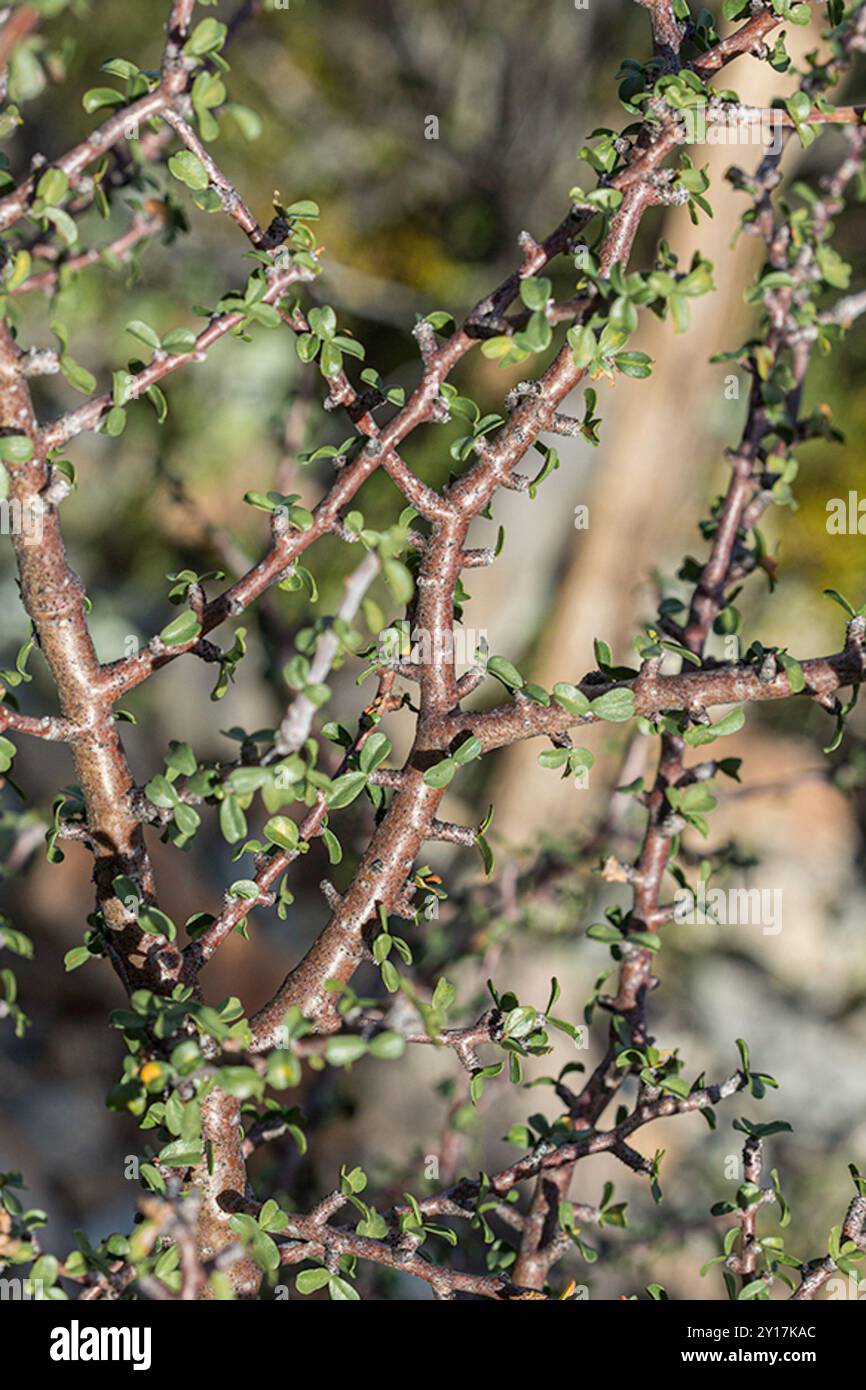 Physicnut (Jatropha cuneata) Plantae Stock Photo - Alamy