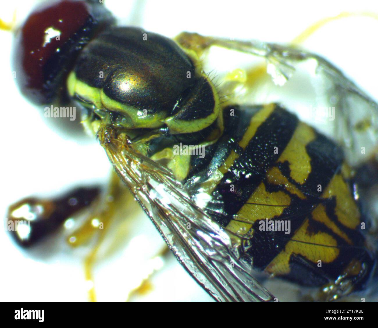 Eastern Calligrapher (Toxomerus geminatus) Insecta Stock Photo - Alamy