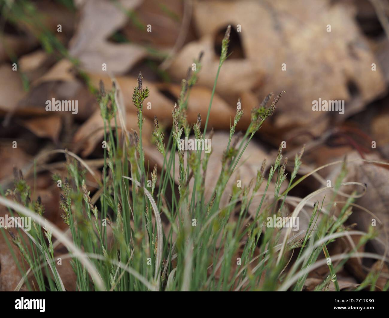 Pennsylvania sedge (Carex pensylvanica) Plantae Stock Photo - Alamy