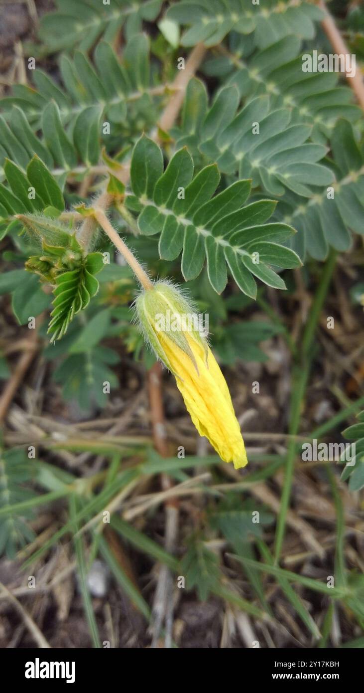 Jamaican feverplant (Tribulus cistoides) Plantae Stock Photo - Alamy
