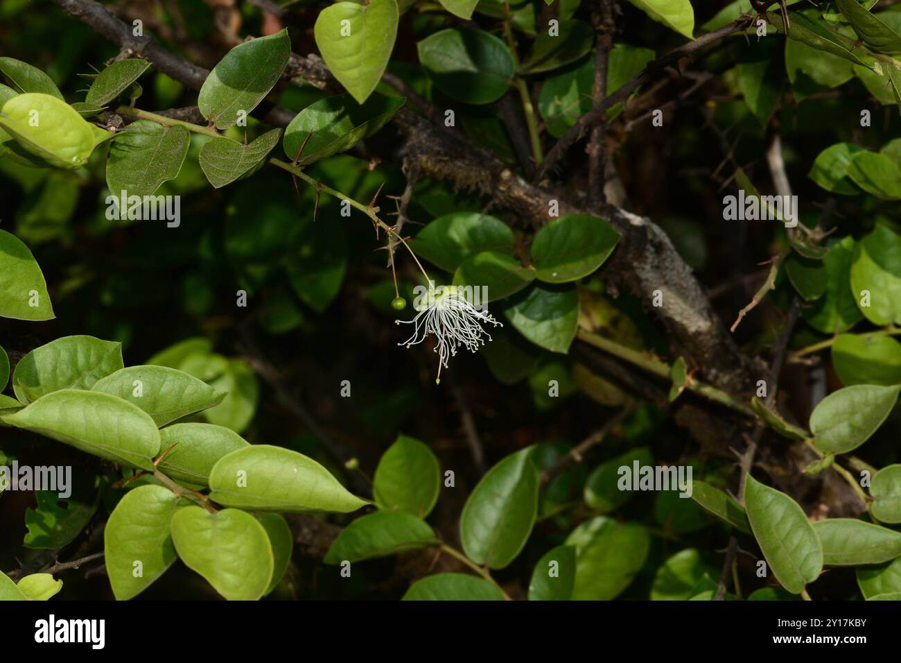 Round Leaf Caper (Capparis rotundifolia) Plantae Stock Photo - Alamy