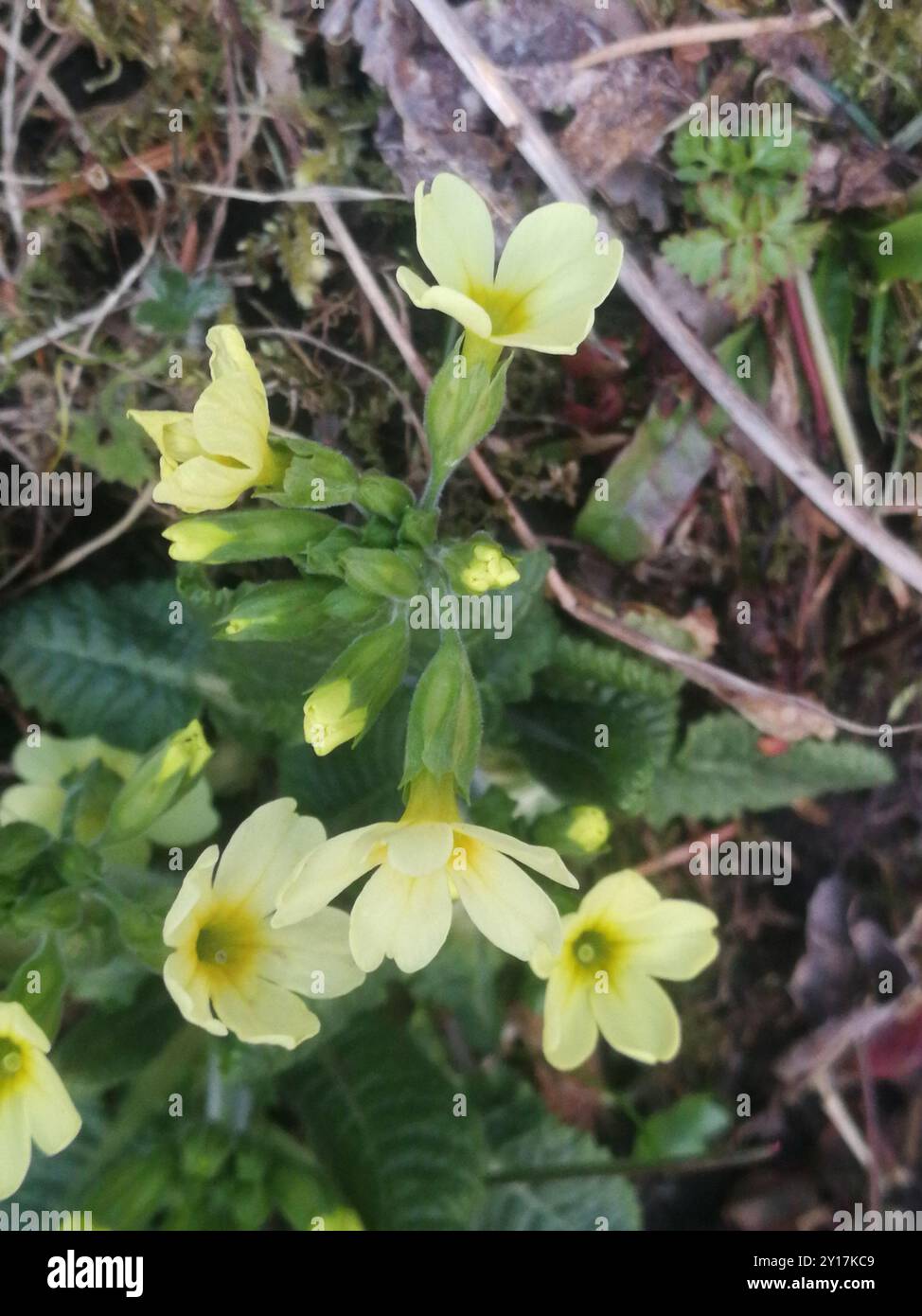 Polyanthus (Primula × polyantha) Plantae Stock Photo - Alamy