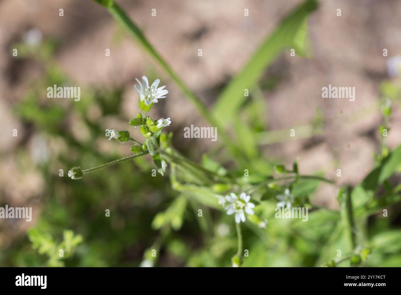 Texas Chickweed (Cerastium texanum) Plantae Stock Photo - Alamy