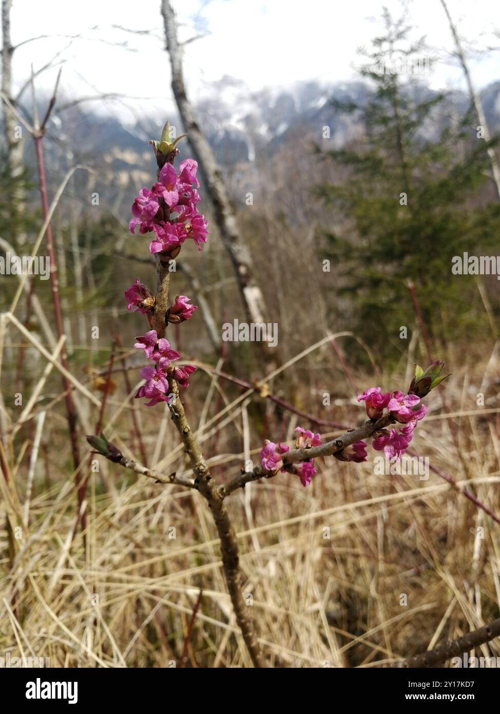 Mezereon (Daphne mezereum) Plantae Stock Photo - Alamy