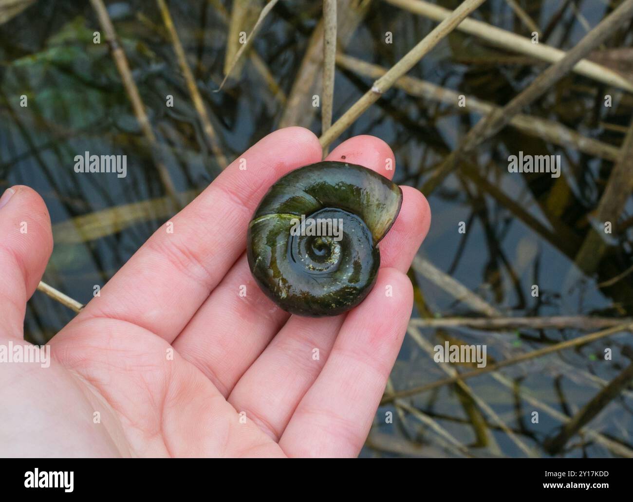 Great Ram's-horn (Planorbarius corneus) Mollusca Stock Photo - Alamy