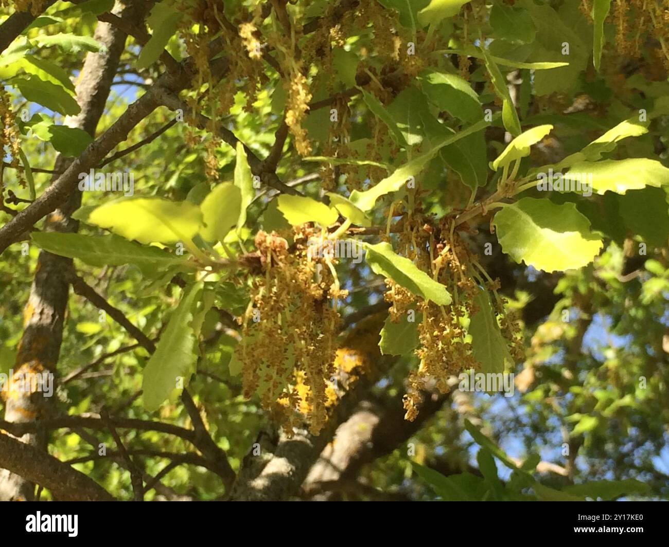 oaks (Quercus) Plantae Stock Photo - Alamy
