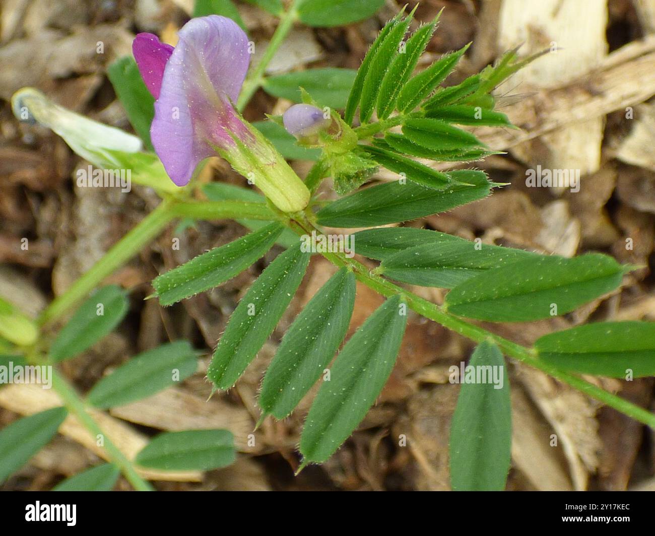 Common Vetch (Vicia sativa) Plantae Stock Photo - Alamy