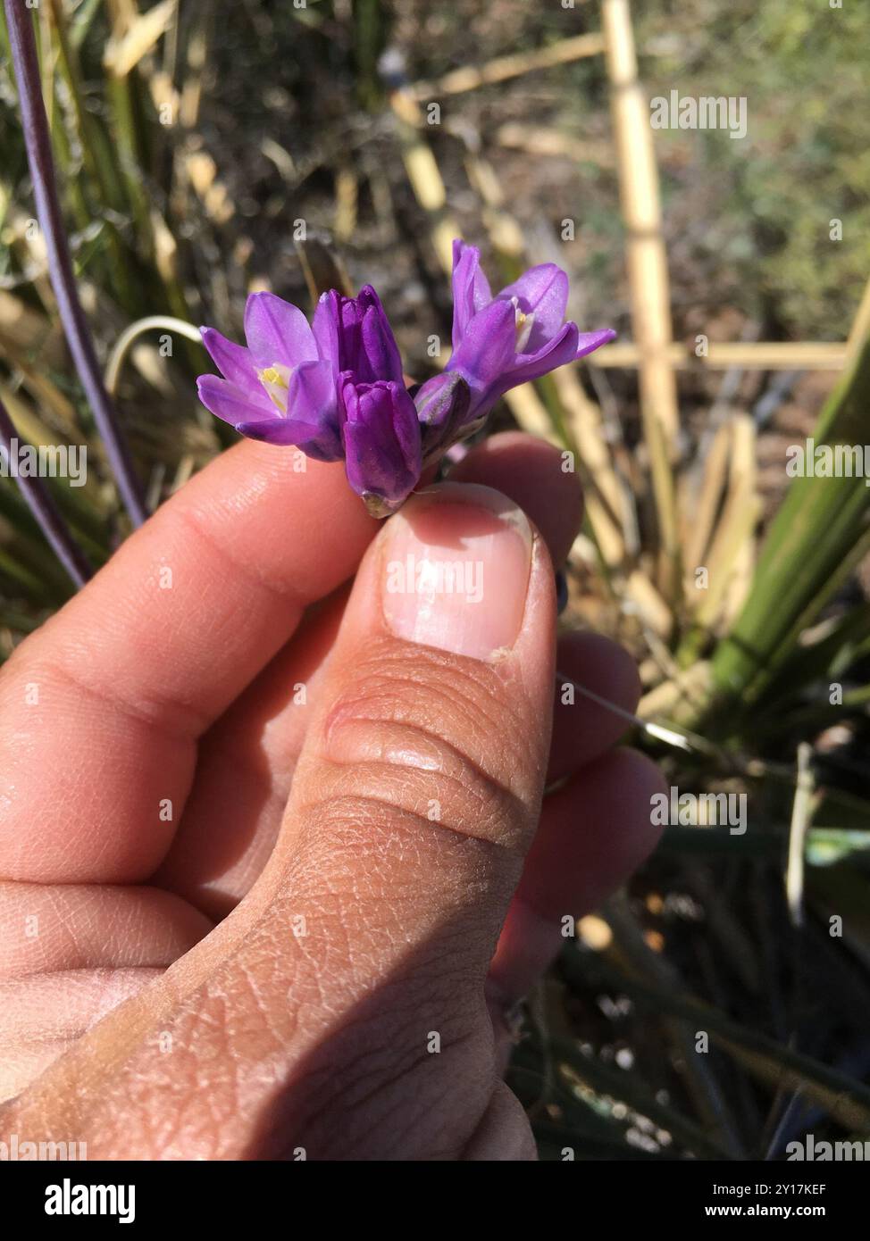 few-flowered bluedicks (Dipterostemon capitatus pauciflorus) Plantae ...