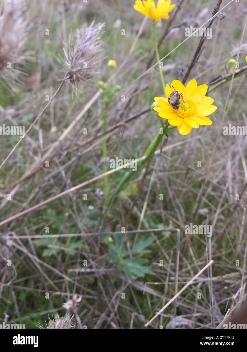 (Ranunculus californicus californicus) Plantae Stock Photo - Alamy