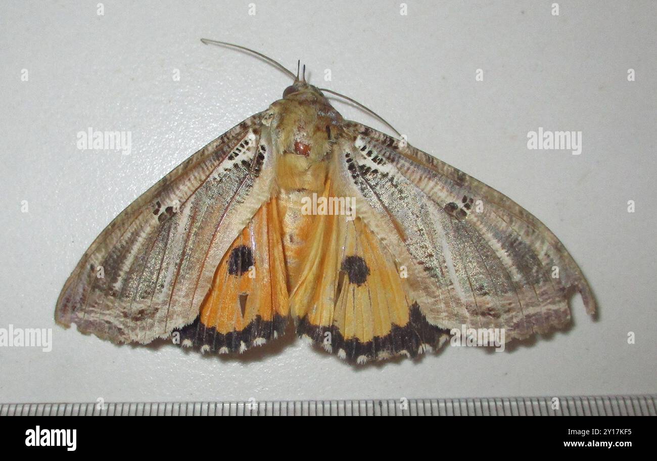 Dot-underwing Moth (Eudocima materna) Insecta Stock Photo - Alamy