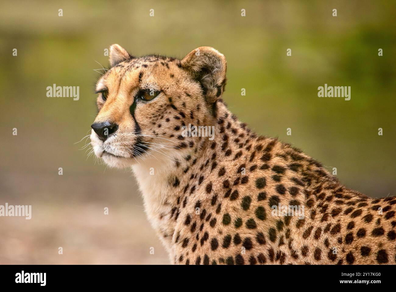 Modern cheetah vector hi-res stock photography and images - Alamy