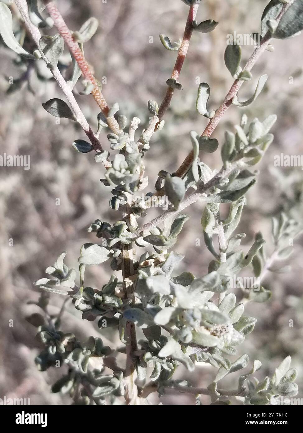 Cattle Saltbush (Atriplex polycarpa) Plantae Stock Photo - Alamy