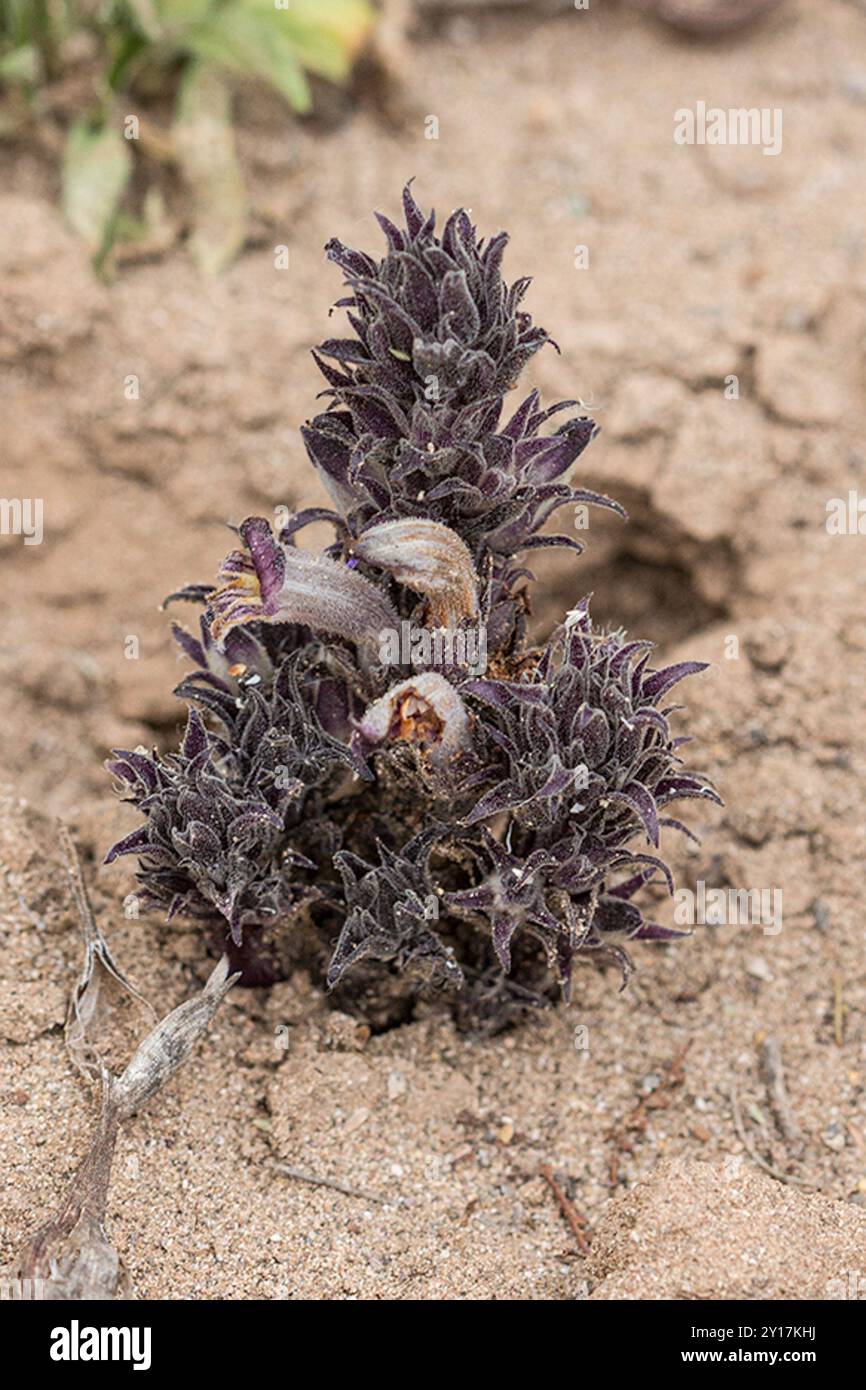 desert broomrape (Aphyllon cooperi) Plantae Stock Photo - Alamy