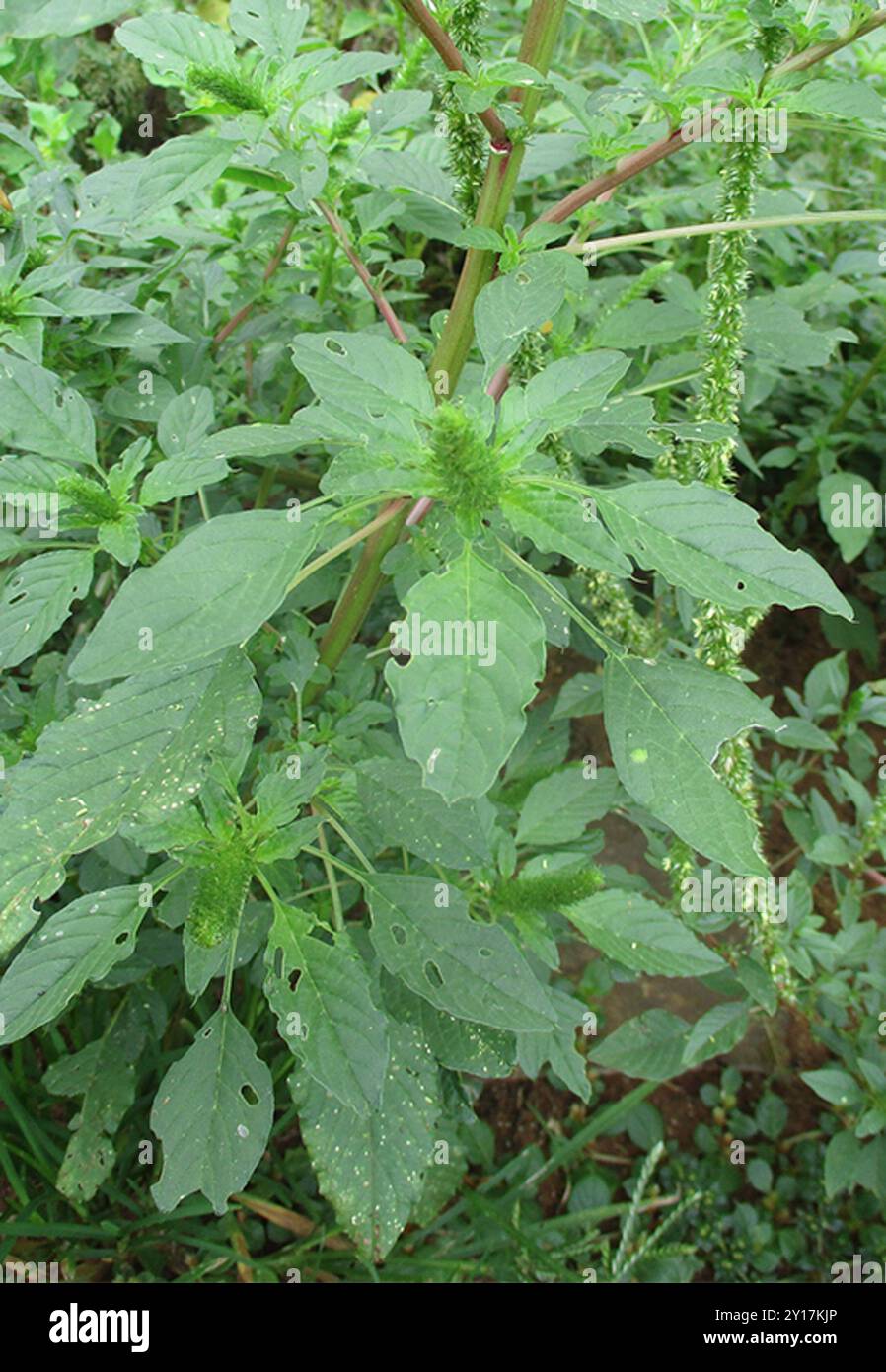 Redroot Amaranth (Amaranthus retroflexus) Plantae Stock Photo - Alamy