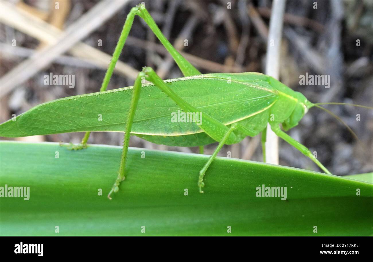 Garden Katydids (Caedicia) Insecta Stock Photo - Alamy