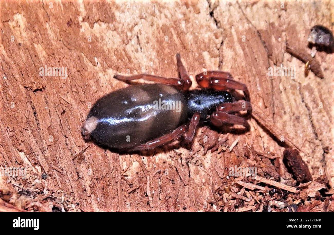 White-tailed Spiders (Lampona) Arachnida Stock Photo - Alamy