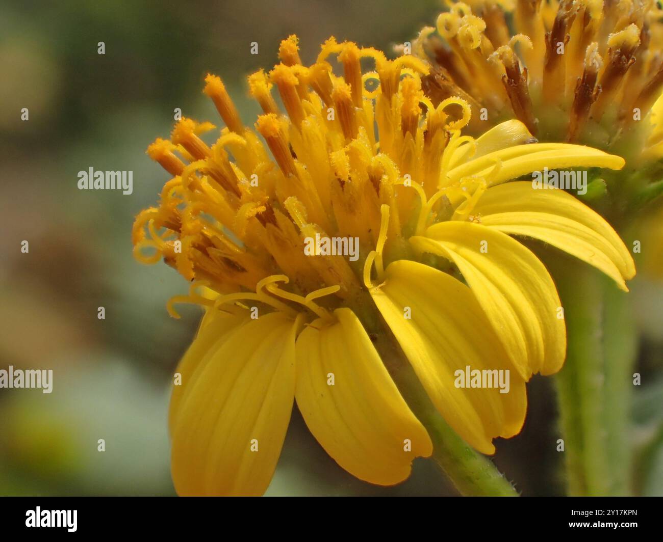 sea daisy (Wollastonia biflora) Plantae Stock Photo - Alamy