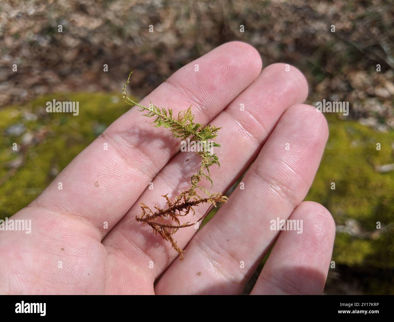 delicate fern moss (Thuidium delicatulum) Plantae Stock Photo - Alamy