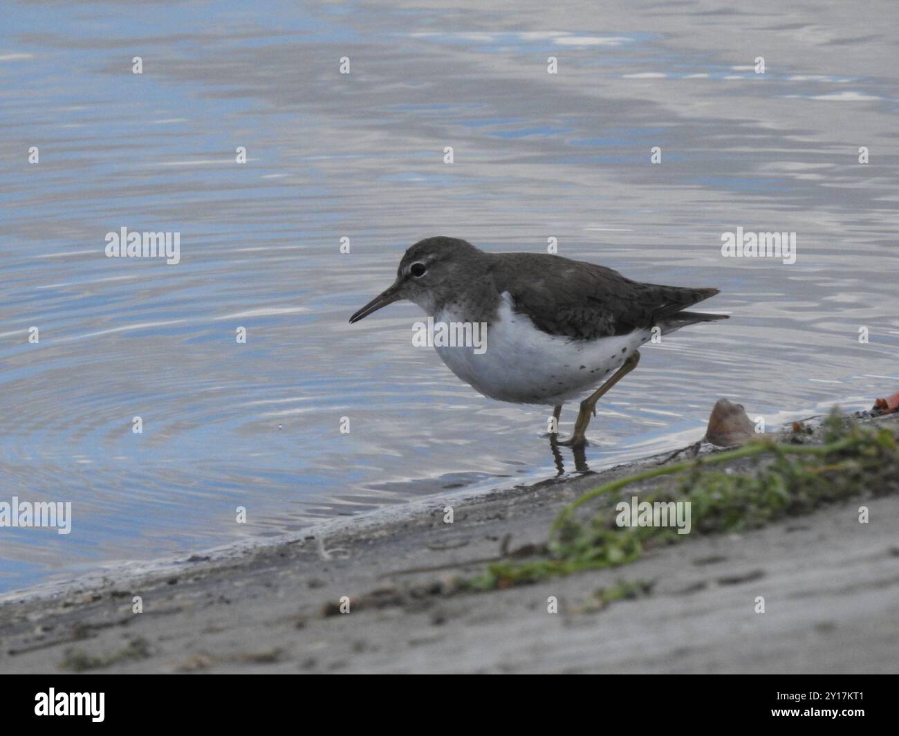 Spotted Sandpiper (Actitis macularius) Aves Stock Photo - Alamy
