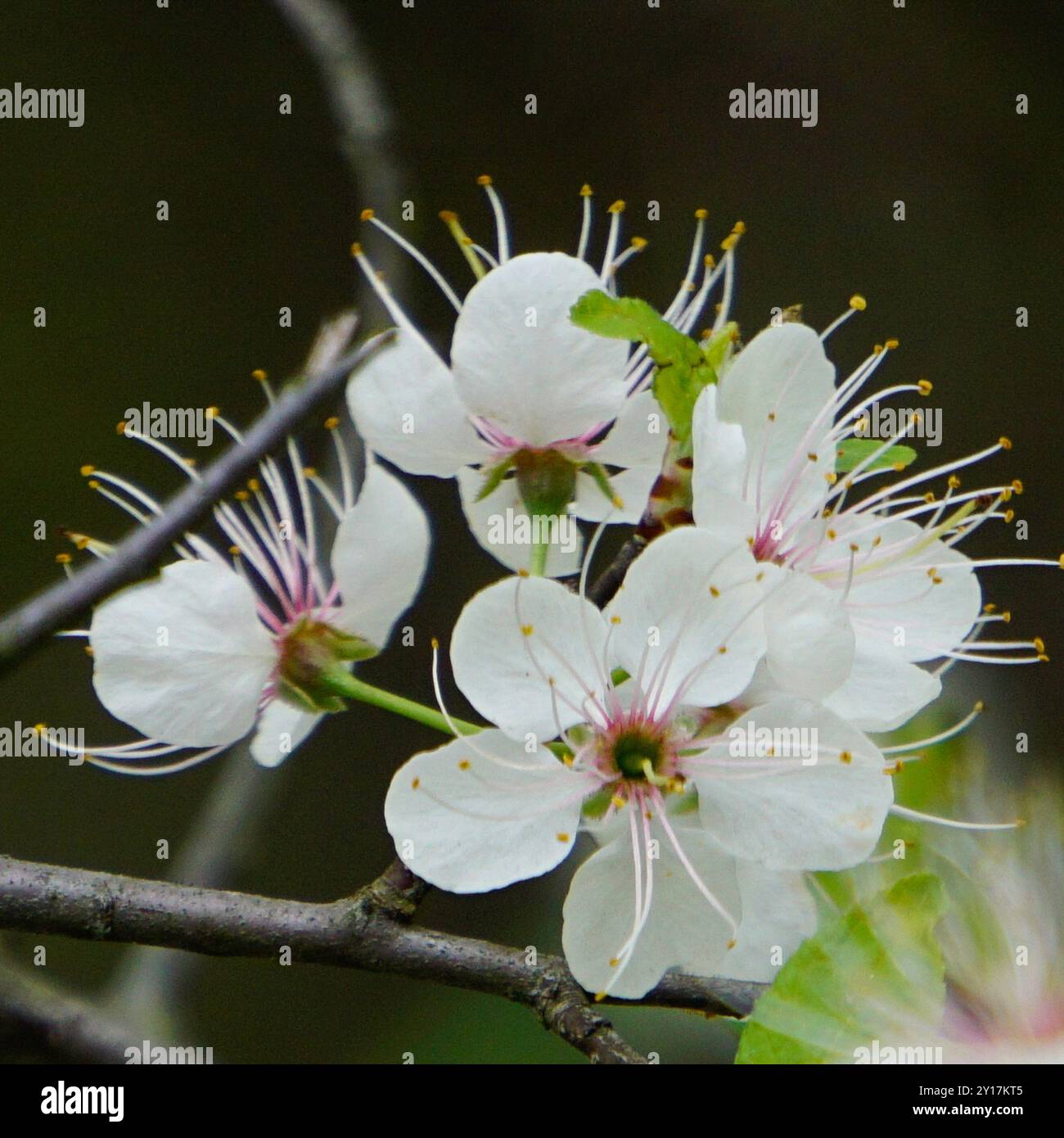 Mexican Plum (Prunus mexicana) Plantae Stock Photo - Alamy