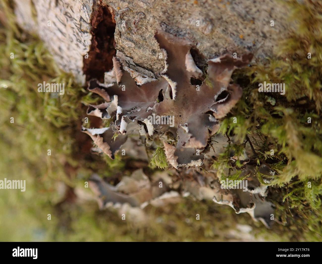 Blacksaddle pelt lichen (Peltigera neckeri) Fungi Stock Photo - Alamy
