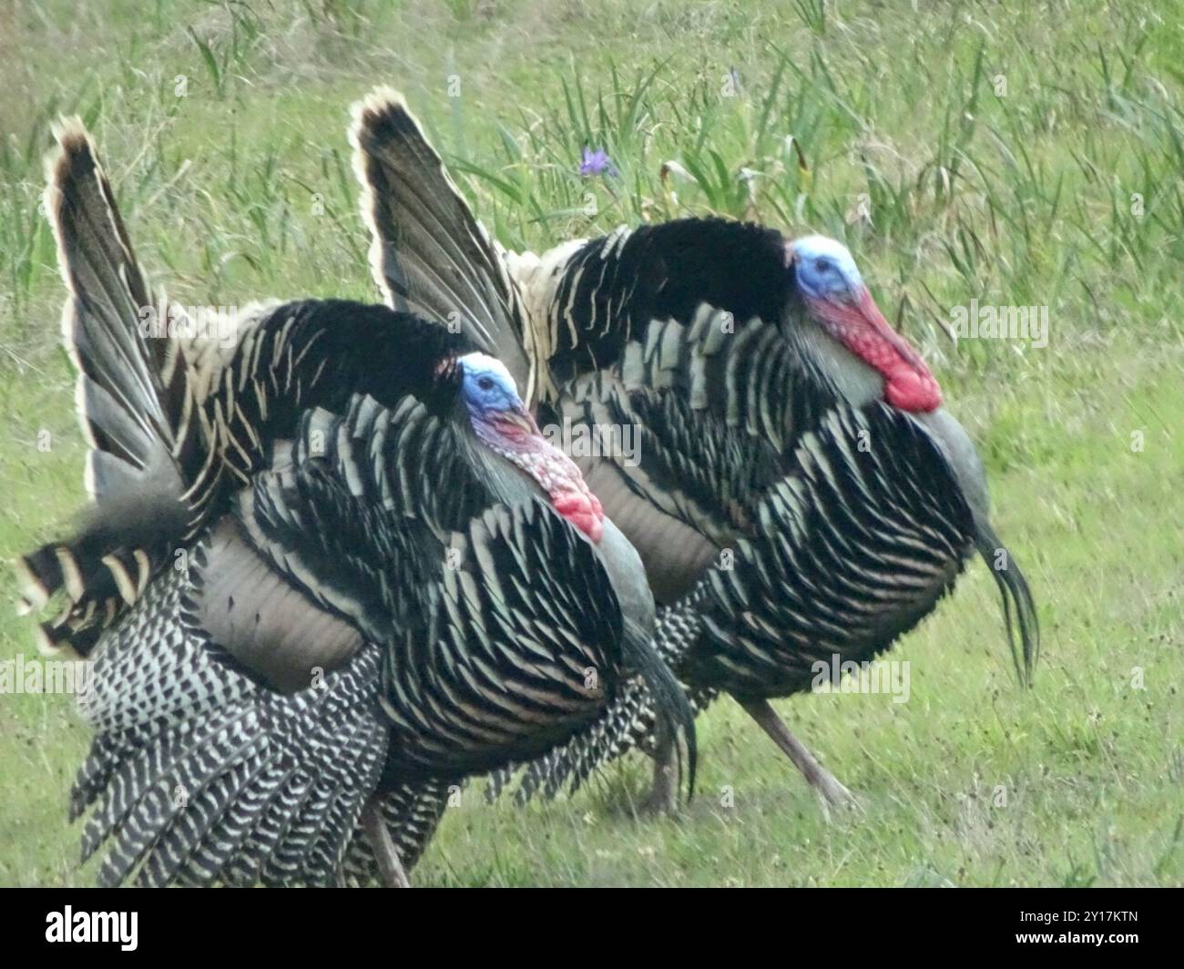 Wild Turkey (Meleagris gallopavo) Aves Stock Photo - Alamy