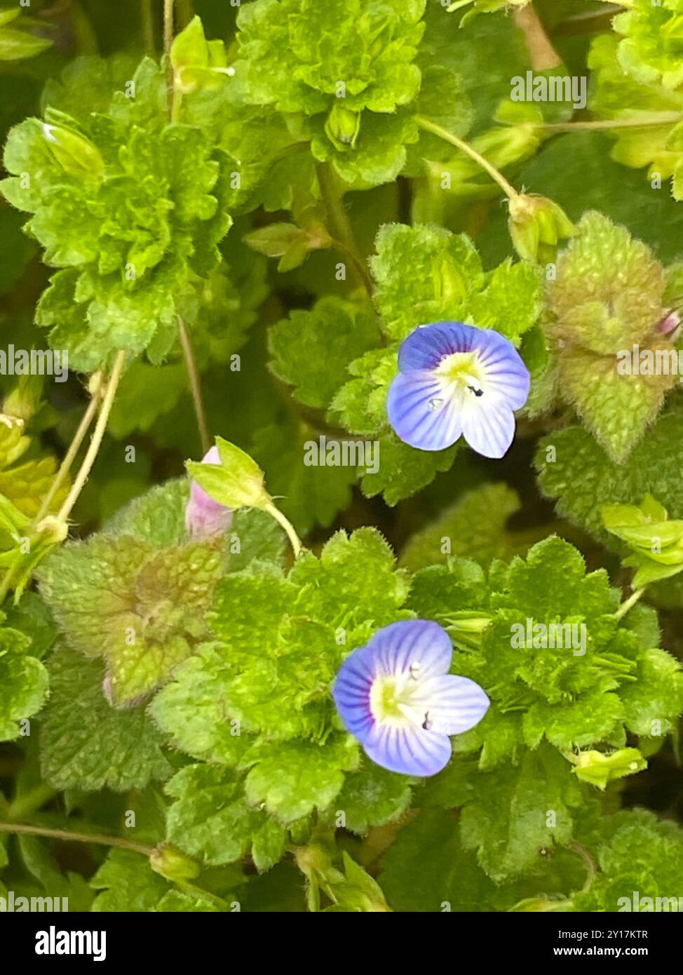 bird's-eye speedwell (Veronica persica) Plantae Stock Photo - Alamy