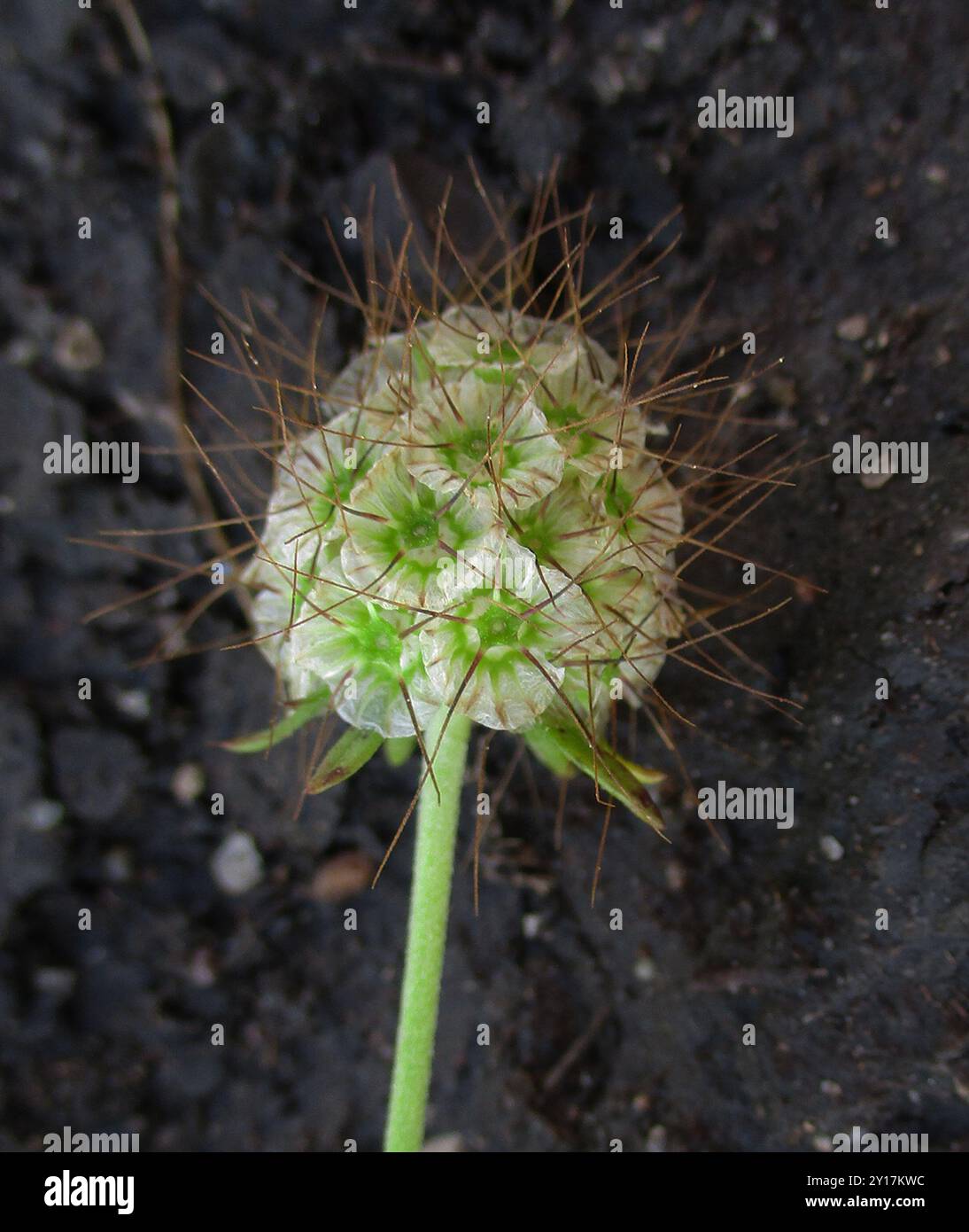 Small Scabious (Scabiosa columbaria) Plantae Stock Photo - Alamy