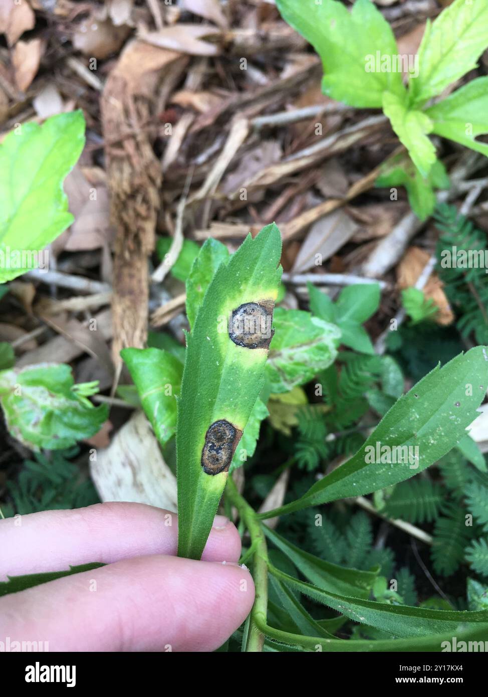 Carbonifera goldenrod gall midge (Asteromyia carbonifera) Insecta Stock ...