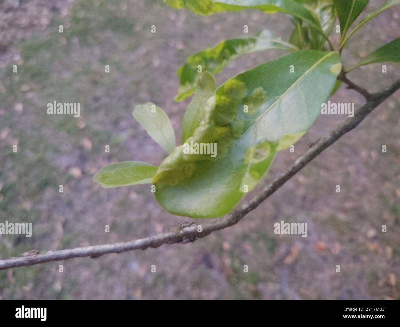 Oak Treehopper (Platycotis vittata) Insecta Stock Photo - Alamy