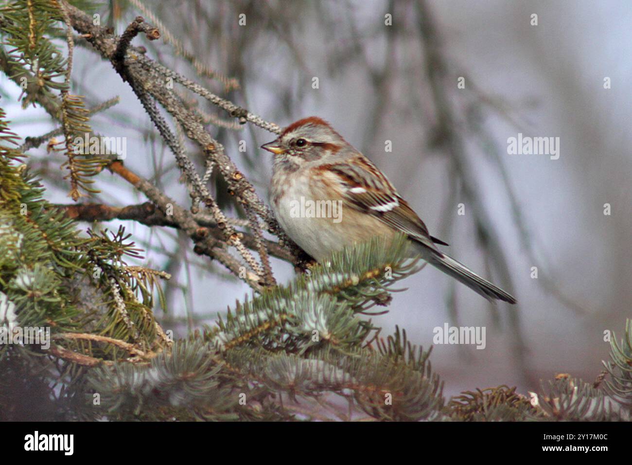 American Tree Sparrow (Spizelloides arborea) Aves Stock Photo - Alamy