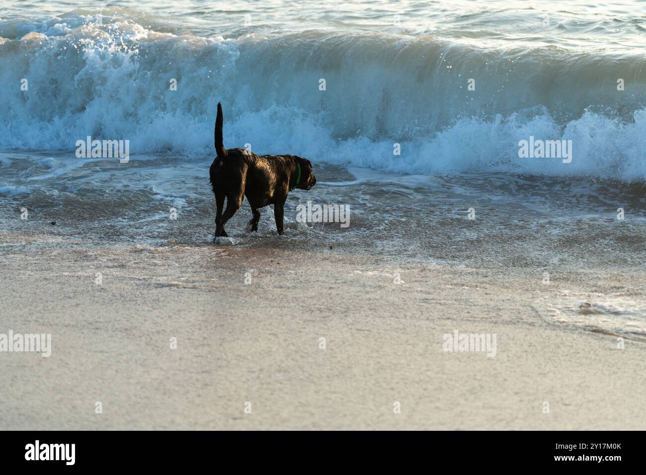 Black labrador retriever dog frolicks in the ocean surf, in Nags Head ...