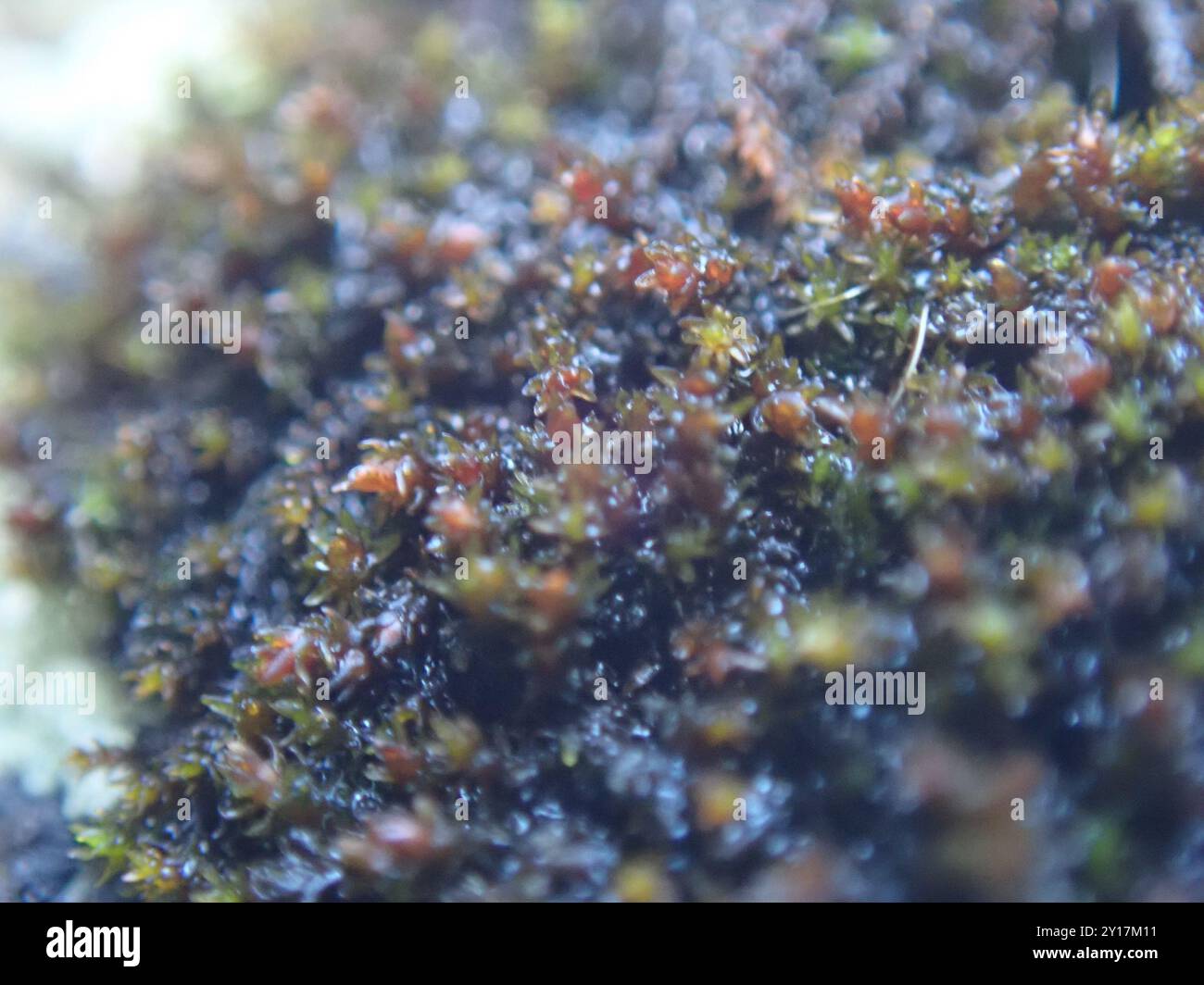 Black Rock Moss (Andreaea rupestris) Plantae Stock Photo - Alamy