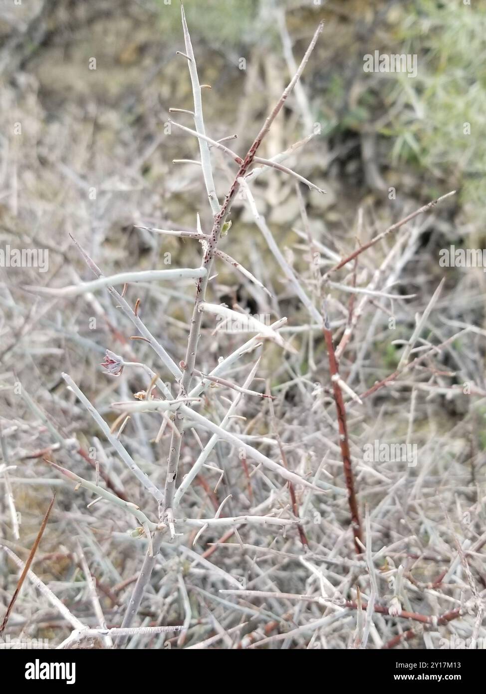White Rhatany (Krameria bicolor) Plantae Stock Photo - Alamy