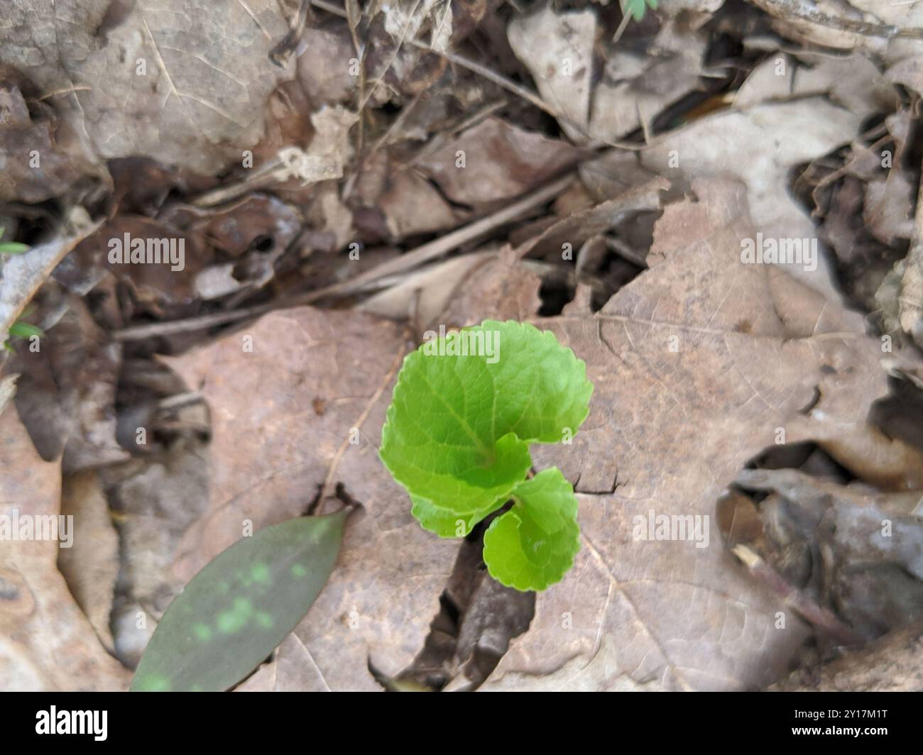 violets (Viola) Plantae Stock Photo - Alamy