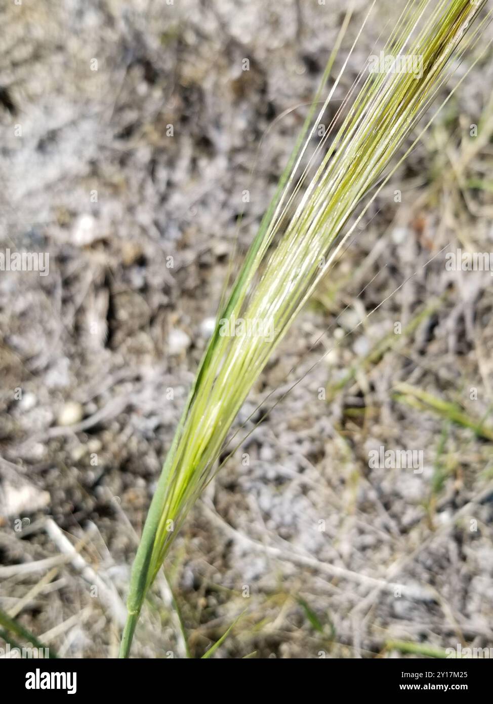 cape ricegrass (Stipellula capensis) Plantae Stock Photo - Alamy
