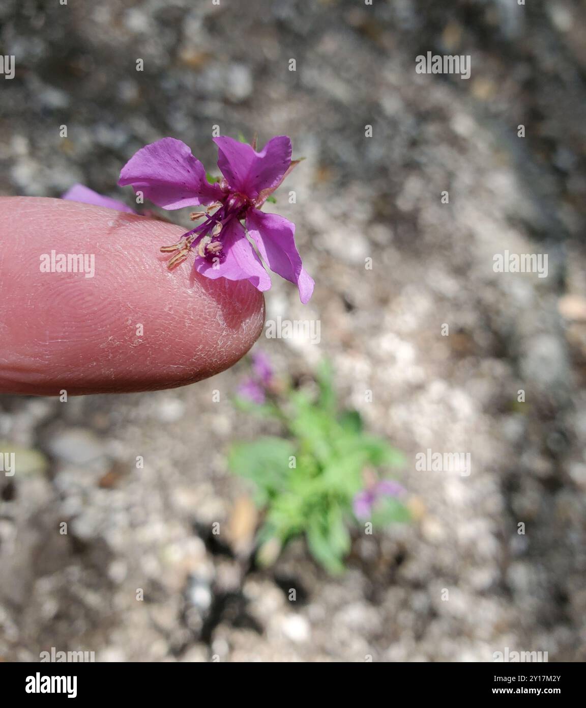 diamond clarkia (Clarkia rhomboidea) Plantae Stock Photo - Alamy
