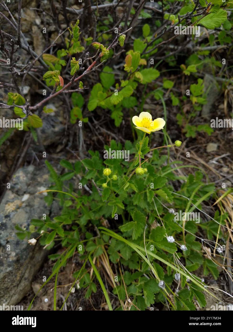 sticky cinquefoil (Drymocallis glandulosa) Plantae Stock Photo - Alamy