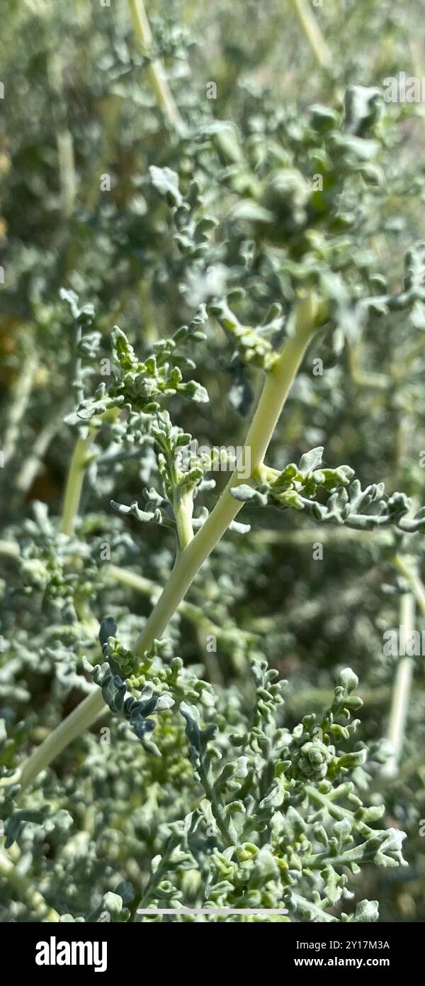 Burrobush (Ambrosia dumosa) Plantae Stock Photo - Alamy