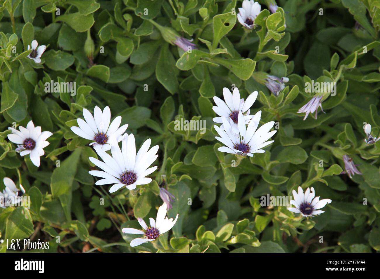 trailing African daisy (Dimorphotheca fruticosa) Plantae Stock Photo ...