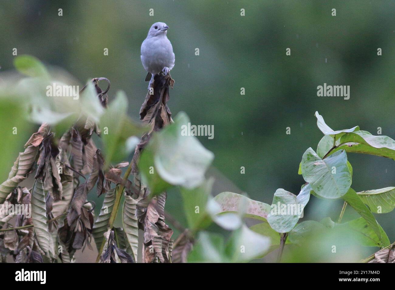 Sayaca Tanager (Thraupis sayaca) Aves Stock Photo - Alamy