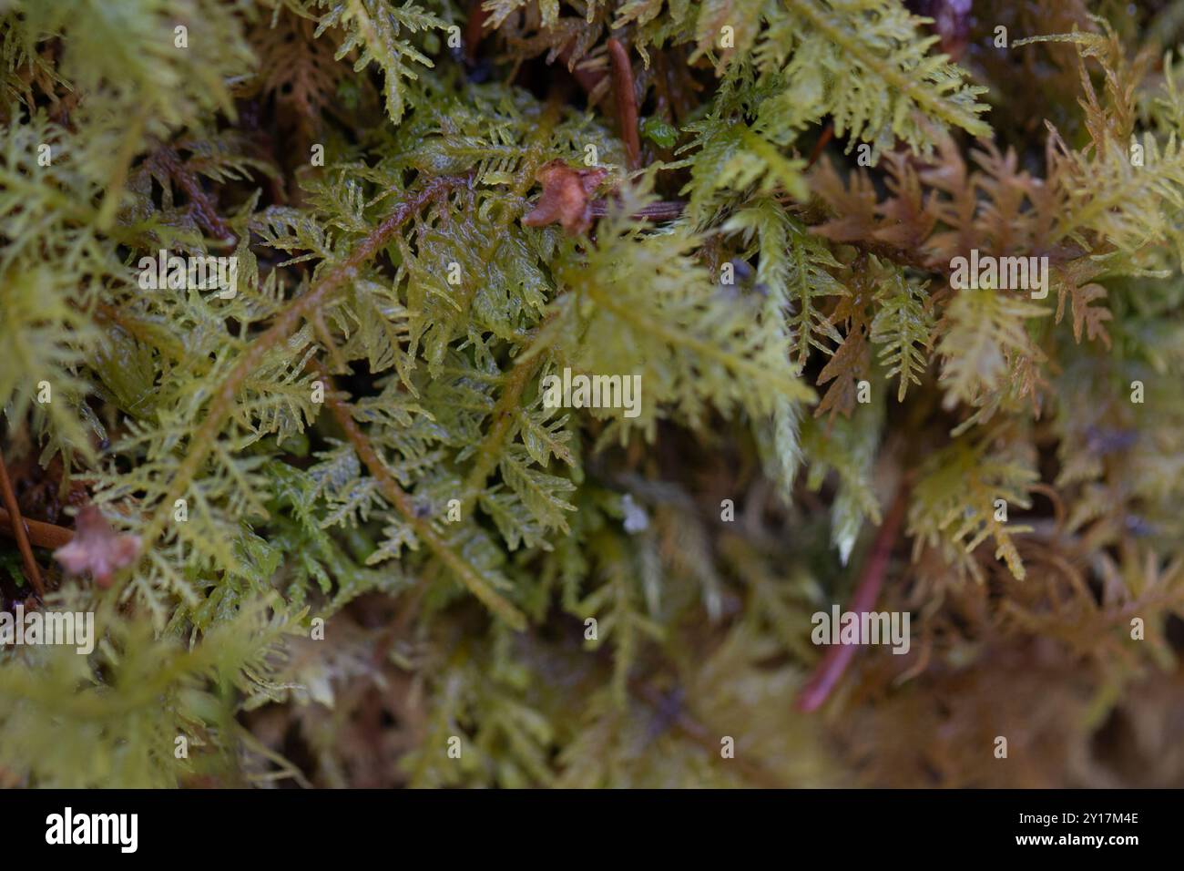 delicate fern moss (Thuidium delicatulum) Plantae Stock Photo - Alamy