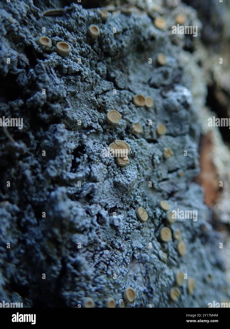 Smooth Saucer Lichen (Ochrolechia laevigata) Fungi Stock Photo - Alamy