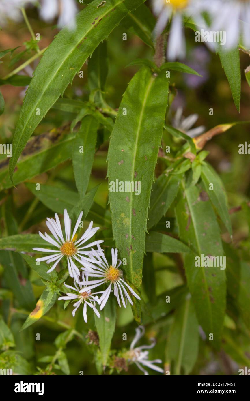 swamp aster (Symphyotrichum puniceum) Plantae Stock Photo - Alamy