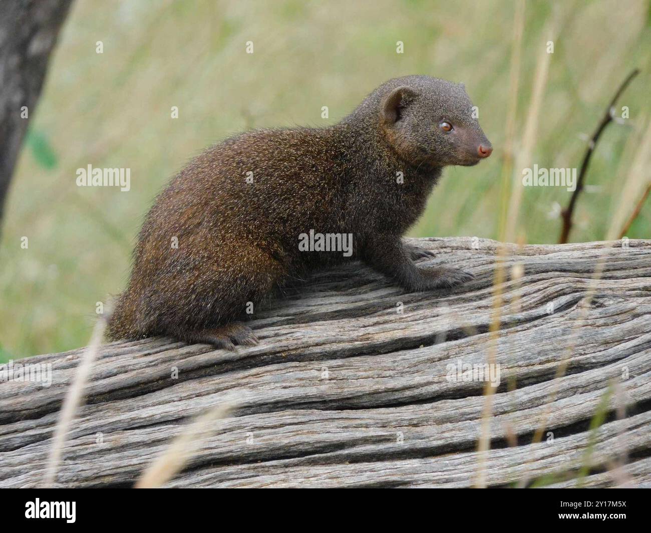 Southern Dwarf Mongoose (Helogale parvula parvula) Mammalia Stock Photo ...