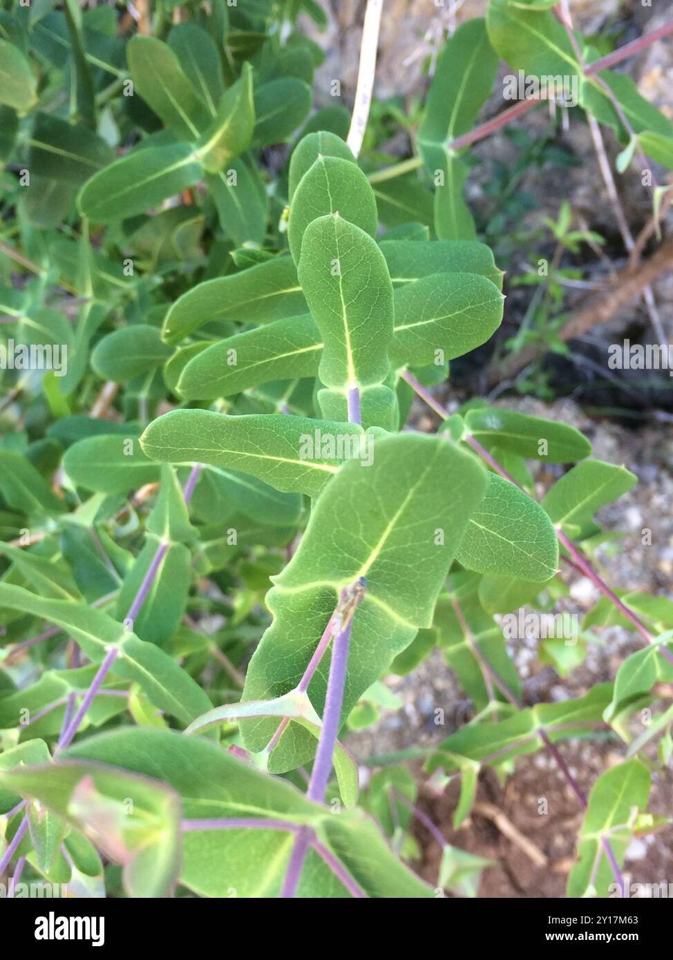 Mediterranean Honeysuckle (Lonicera implexa) Plantae Stock Photo - Alamy