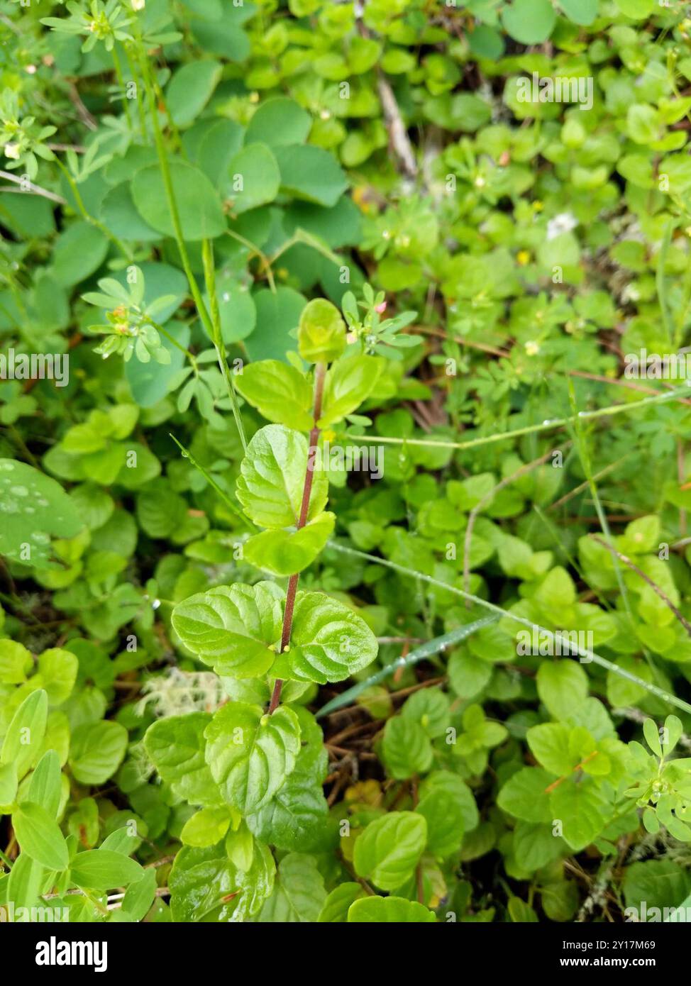 yerba buena (Clinopodium douglasii) Plantae Stock Photo - Alamy