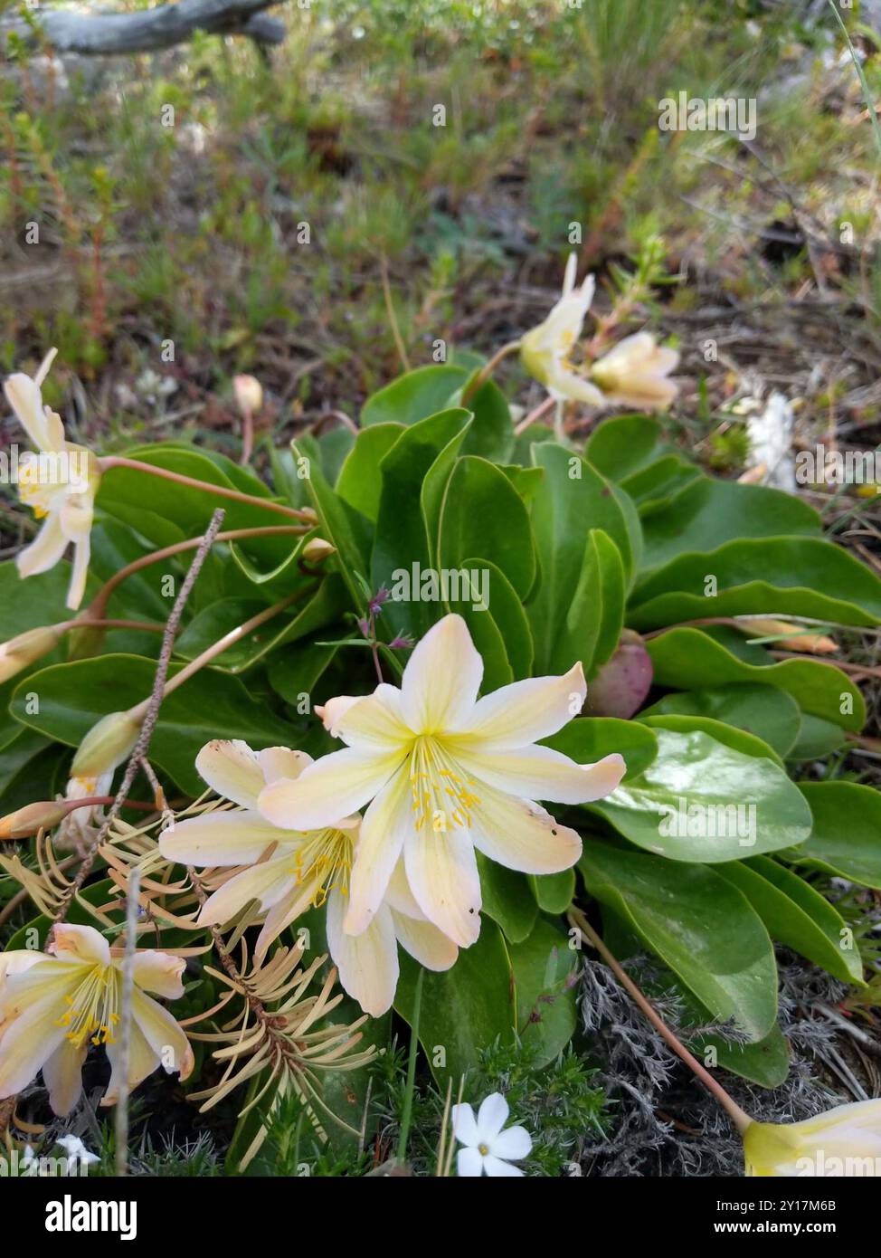Tweedy's lewisia (Lewisiopsis tweedyi) Plantae Stock Photo - Alamy