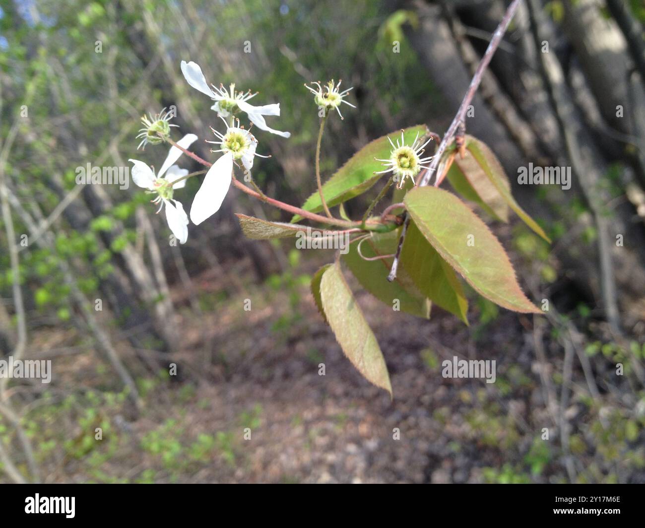 common serviceberry (Amelanchier arborea) Plantae Stock Photo - Alamy